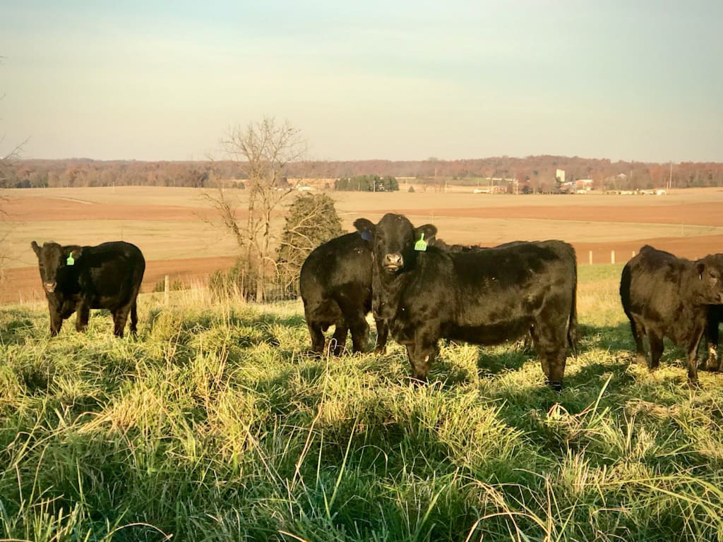 About Us | Karv Meats