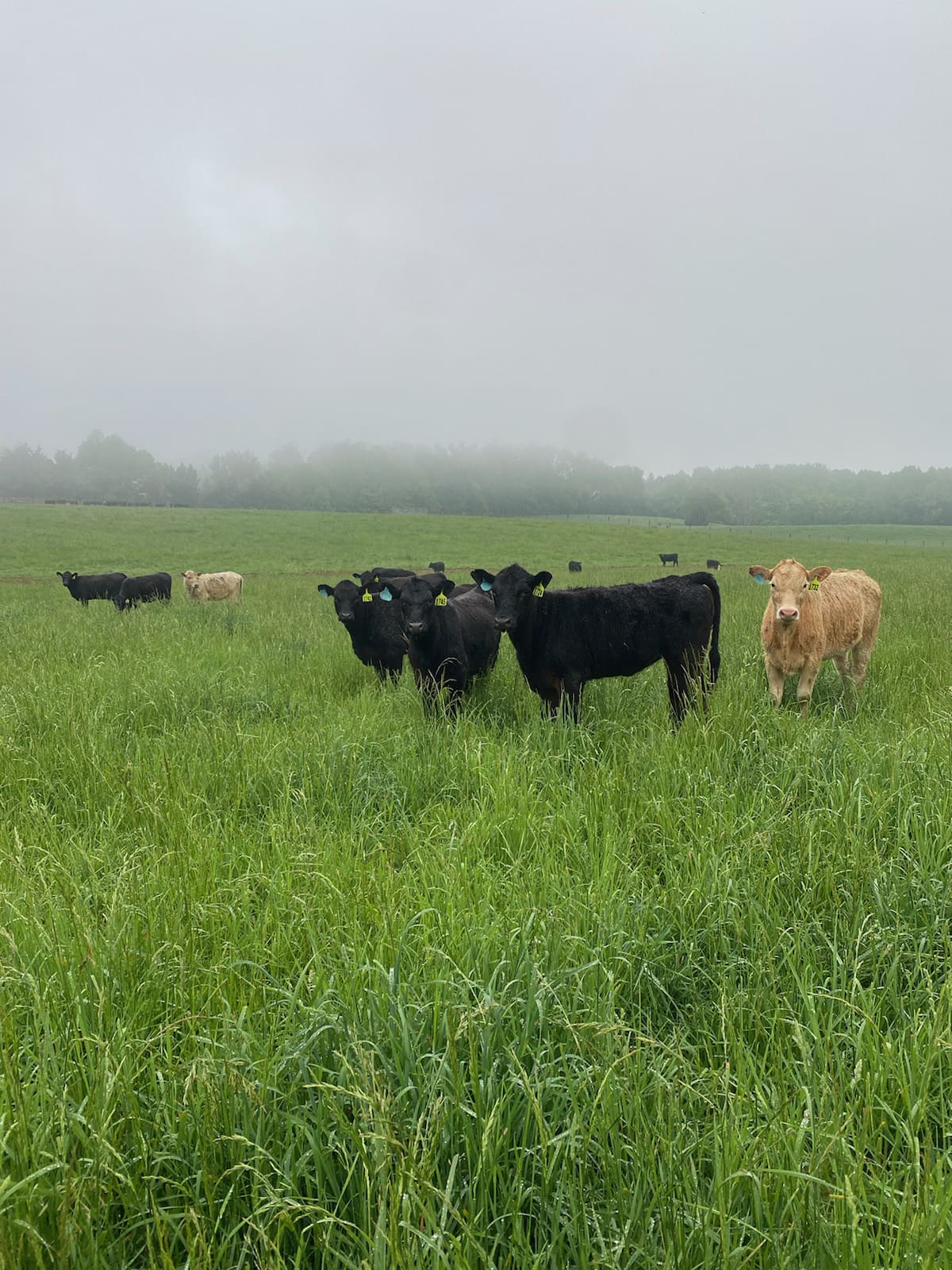 About Us | Karv Meats