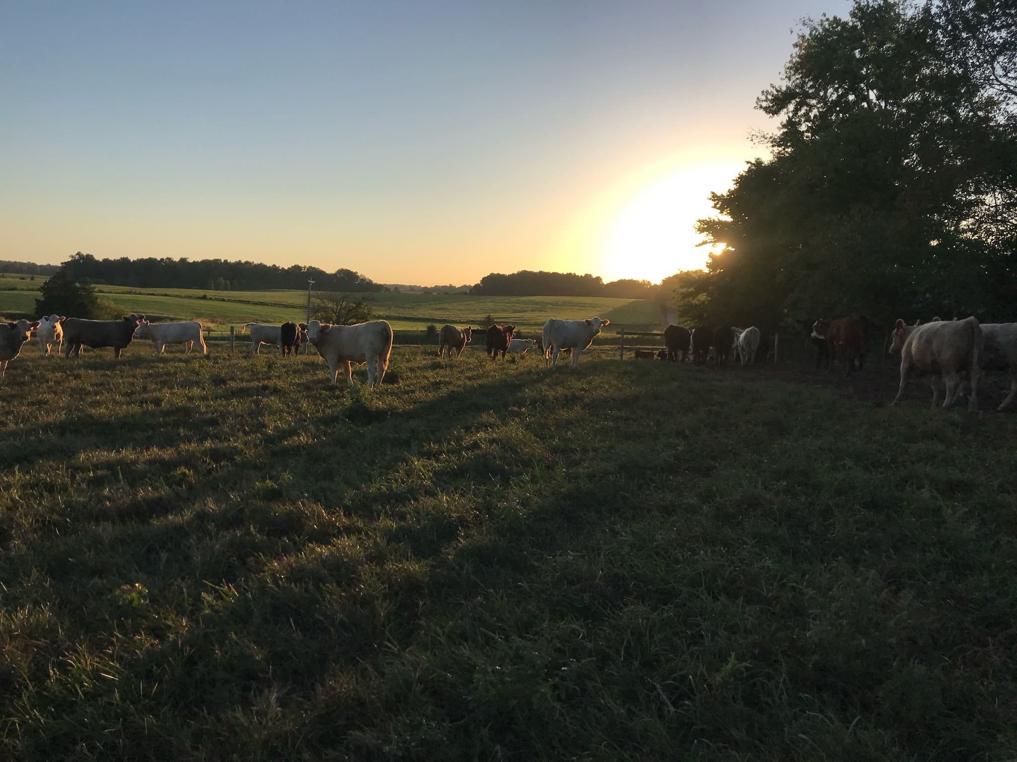 About Us | Karv Meats